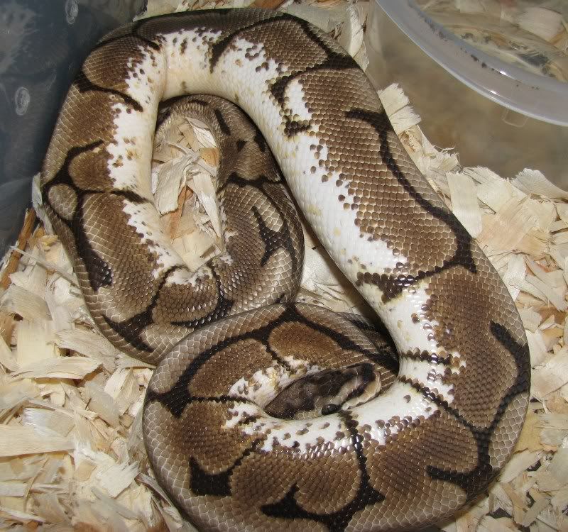 Albino Burmese Python Full Grown